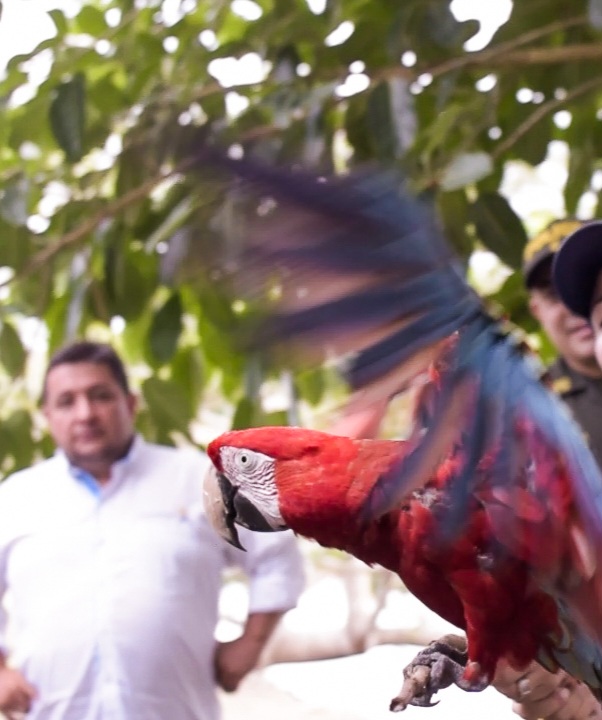 Avanzan en la Recuperación de la Fauna Silvestre: Granja Uary – La ...
